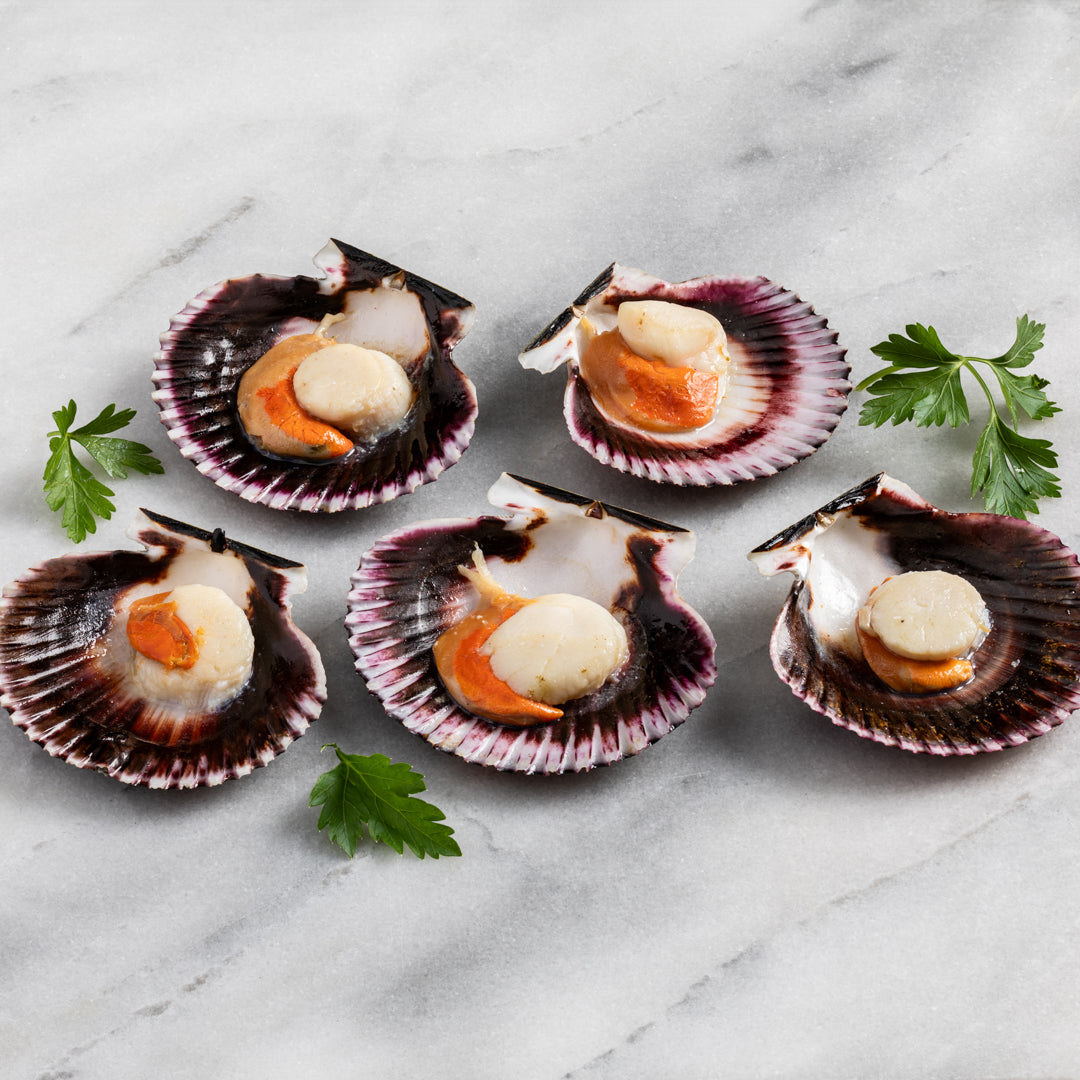 Fresh Scallops in Shell. Shop Now! | Cuisinery